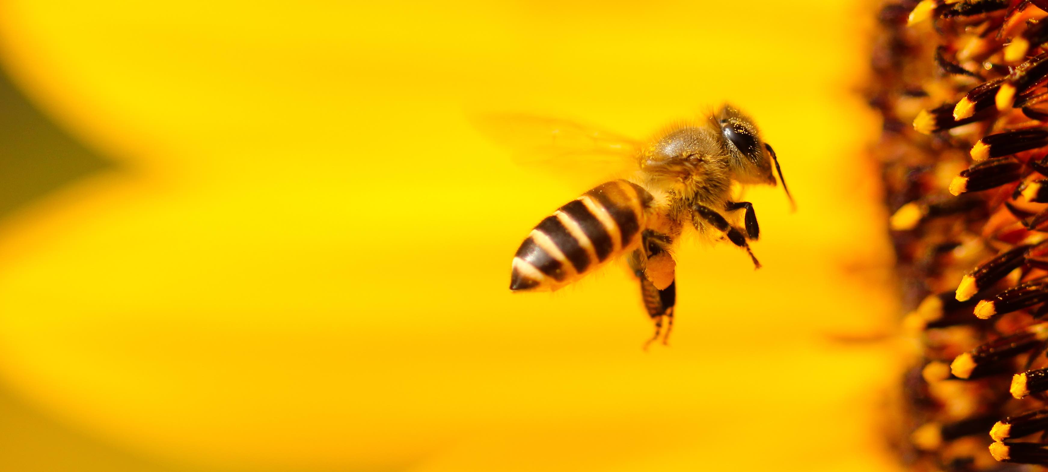 Bienen Retten Das Kannst Du Tun TrendRaider Nachhaltige